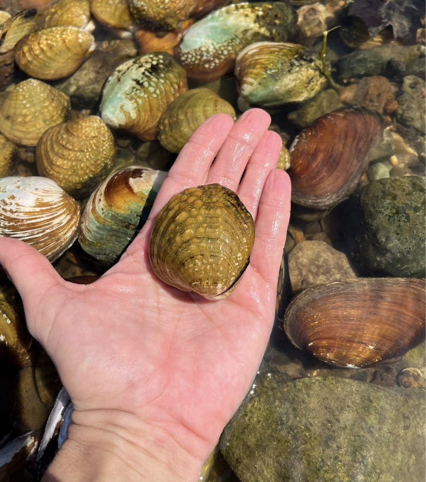 FANGIRL for Fanshell Mussels: Celebrating a Local Endangered Species ...