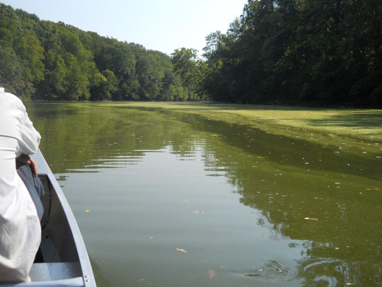 Toxic Algae | Ohio River Issues | Ohio River Foundation