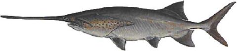 Paddlefish | Ecology | Ohio River Foundation