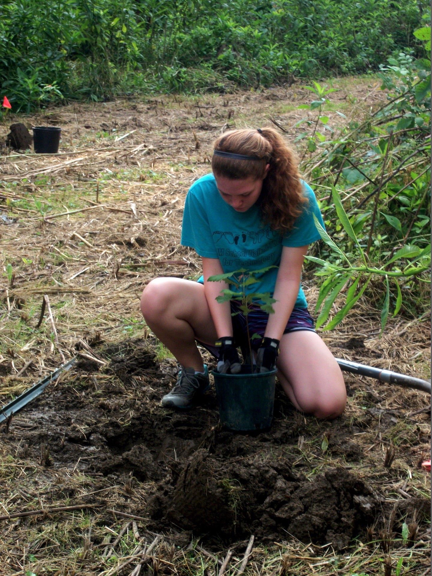 Native Plantings | Habitat Restoration | Ohio River Foundation